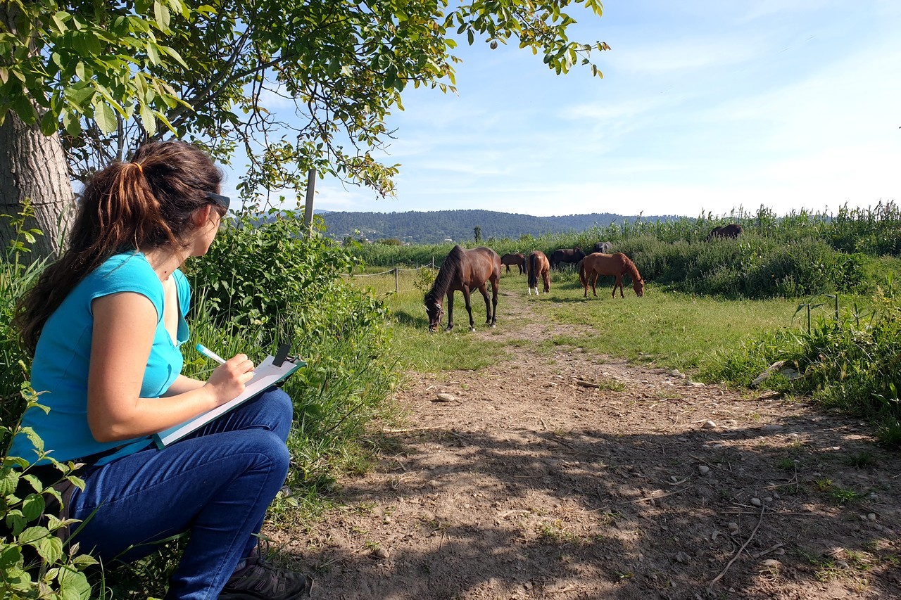 Qu'est-ce que l'éthologie ? - Ethologie equine
